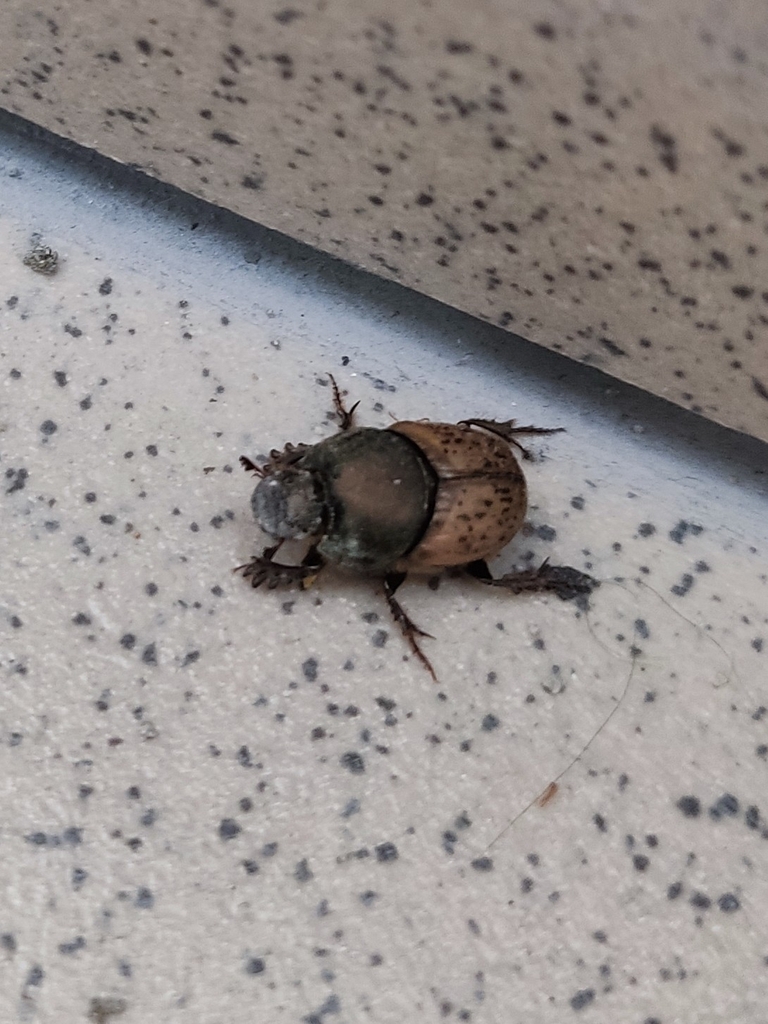 metallic horned dung beetle from Дагомыс on April 28, 2023 at 02:08 PM ...