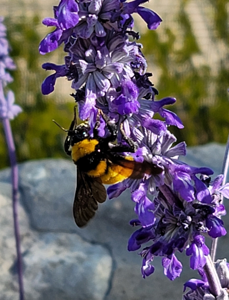Sonoran Bumble Bee from El Paso County, TX, USA on April 27, 2023 at 08 ...