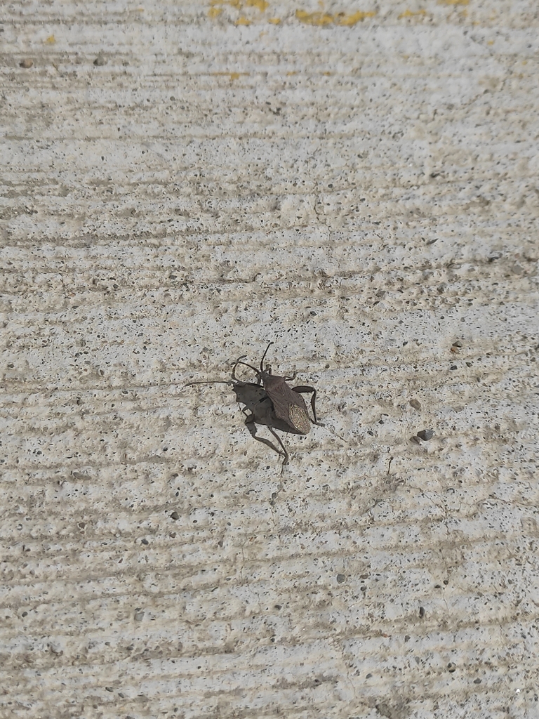 Leaf-footed Bugs from FVPQ+CP8, La Paz, Bolivia on April 28, 2023 at 02 ...