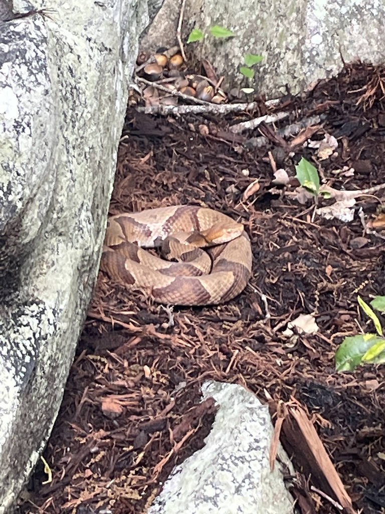 Eastern Copperhead from North Carolina Zoo, Asheboro, NC, US on April ...