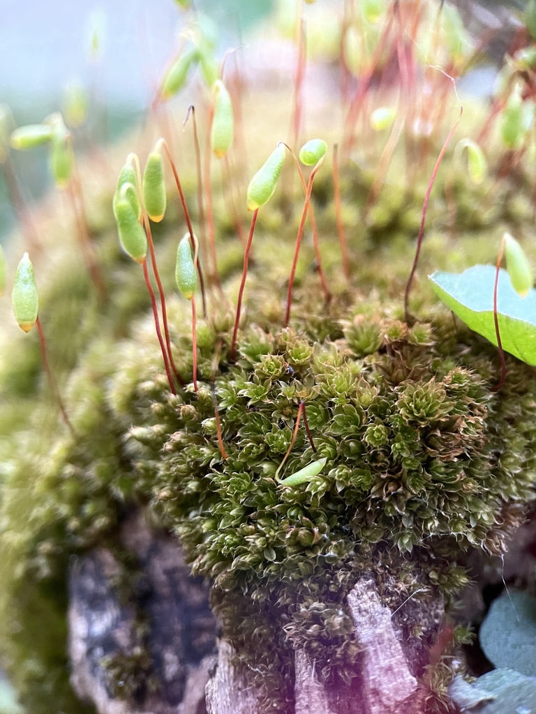 Capillary Thread-moss from Windermere Ave, London, England, GB on April ...