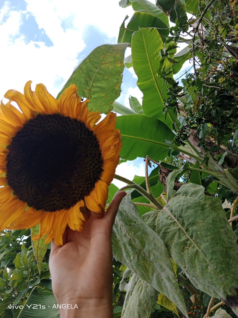 Common Sunflower from Floridablanca, CO-ST, CO on April 28, 2023 at 02: ...