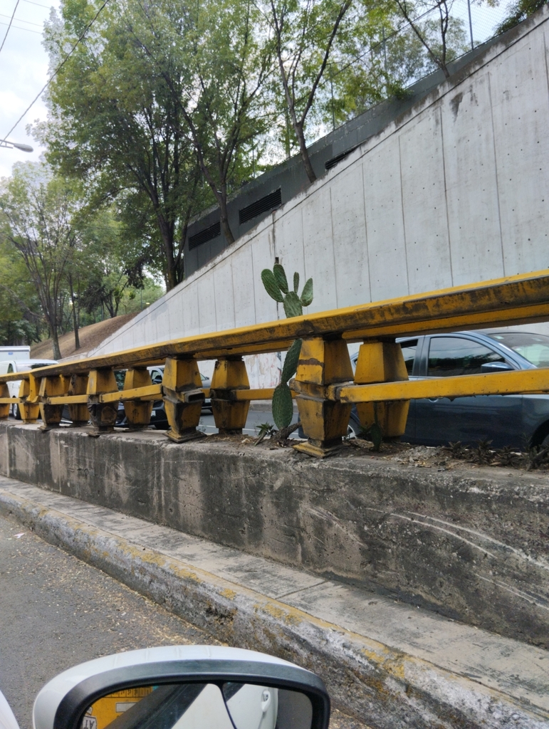 Indian fig opuntia from Auditorio, Bosque de Chapultepec I Secc, 11580 ...