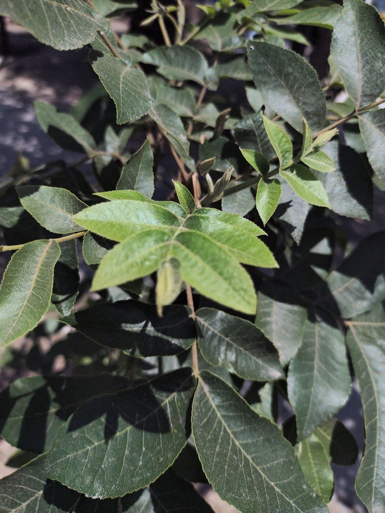 walnut family from Iturbide, 66420 San Nicolás de los Garza, N.L ...