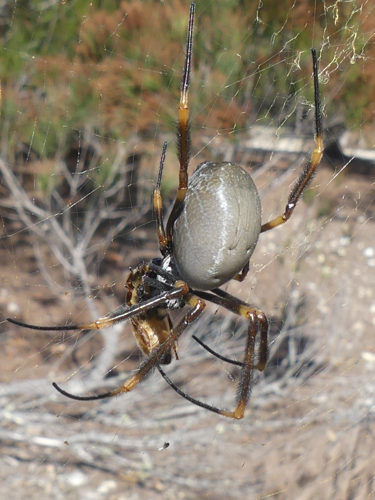 Tiger Spider from J37C+P6, Wallaga Lake NSW 2546, Australia on April 21 ...