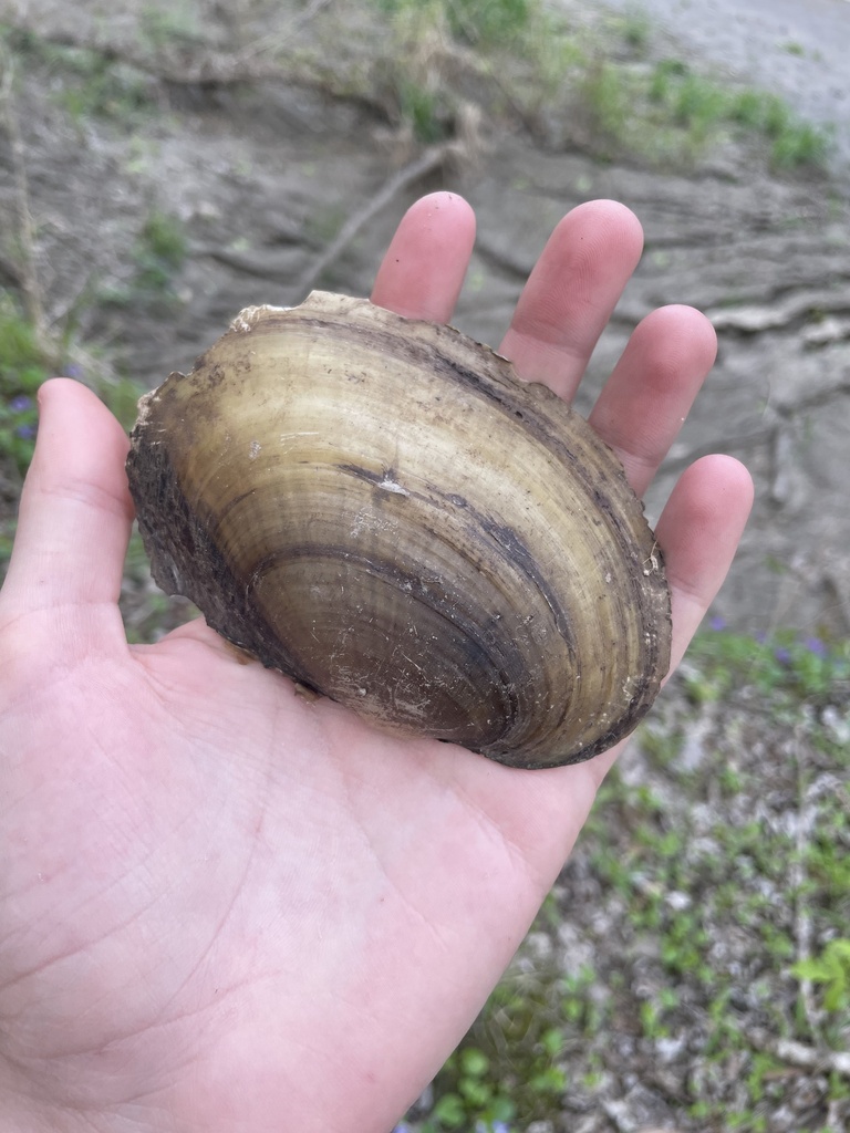 Fragile Papershell from Platte City, MO, US on April 28, 2023 at 11:06 ...
