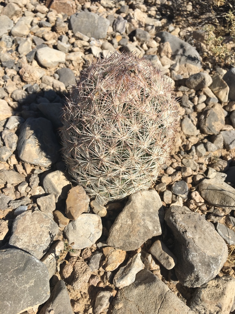 Desert Spinystar from I-15 S, Jean, NV, US on October 24, 2018 at 09:23 ...