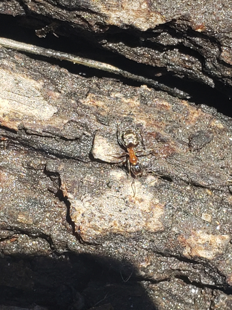 Western Velvety Tree Ant from Wrightwood, CA, USA on April 28, 2023 at ...