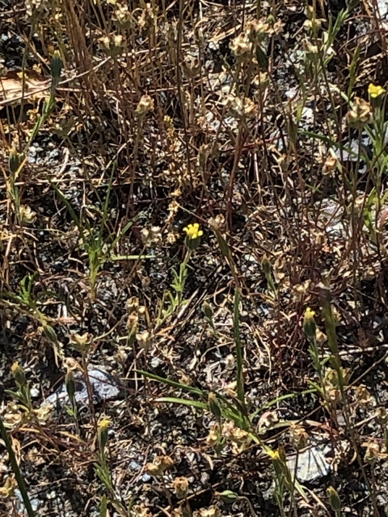 tarweeds from Reinhardt Redwood Regional Park, Oakland, CA, US on April ...
