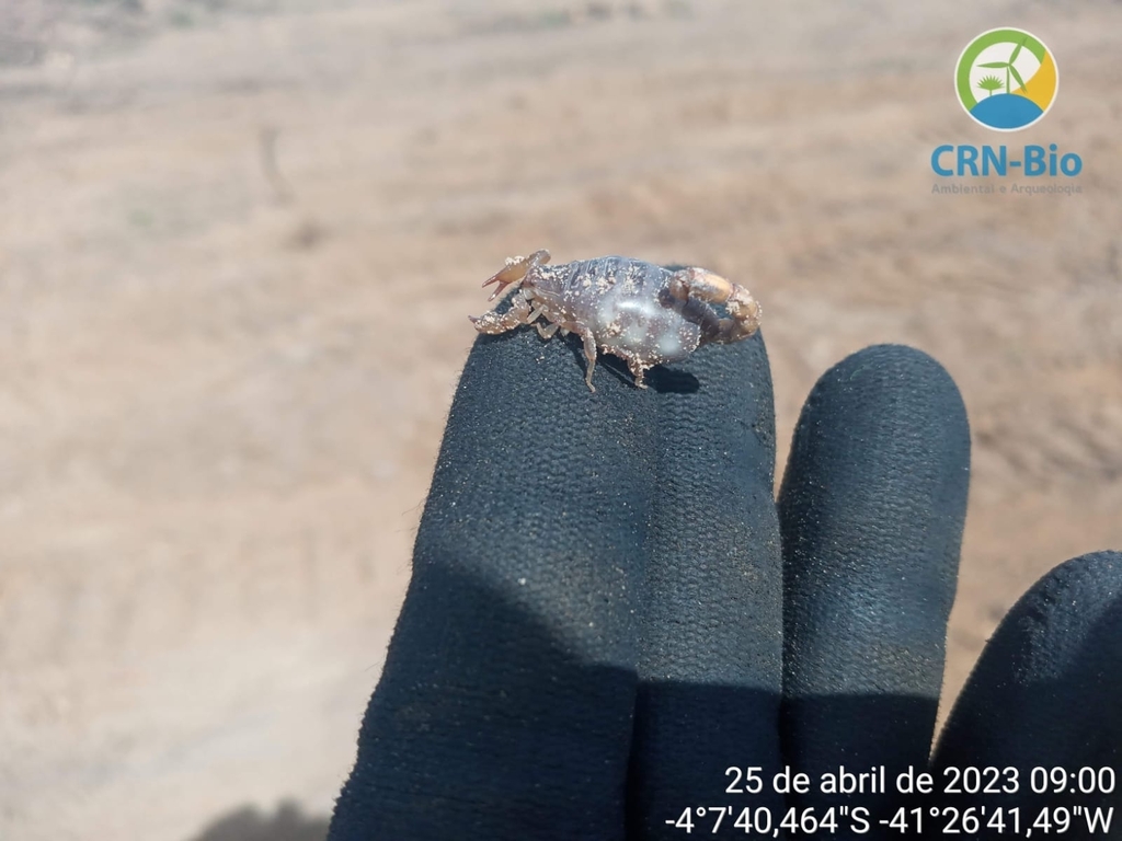 Bothriurus rochai from Complexo Solar Marangatu. on April 25, 2023 by ...
