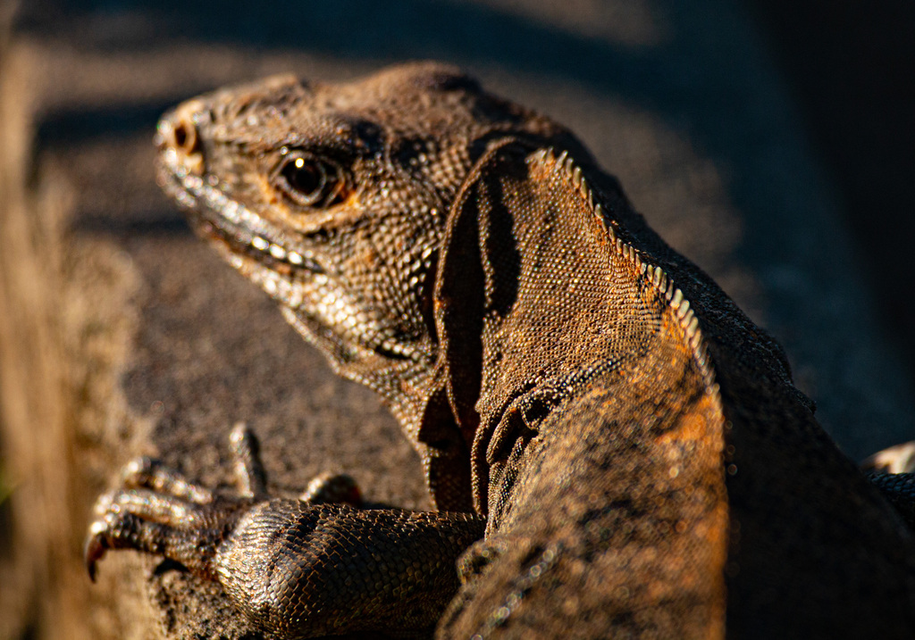 Black Spiny-tailed Iguana from Guanacaste Province, Coco, Costa Rica on ...