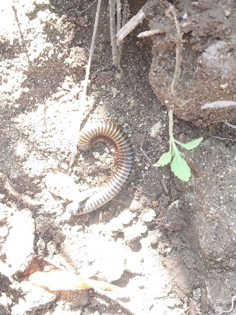 Round-backed Millipedes from VH6W+WM9, Quito, Ecuador on April 28, 2023 ...