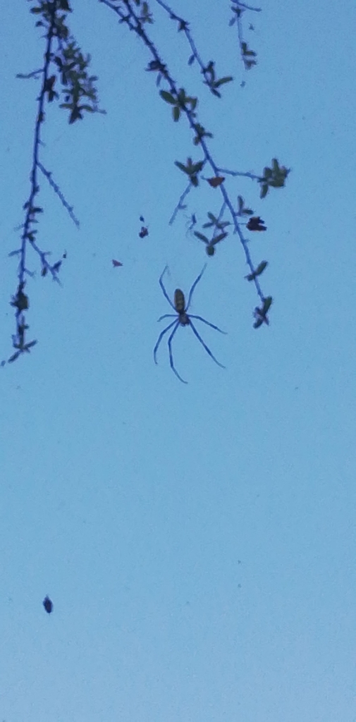Joro Spider from Chunikhel Marg, Budhanilkantha 44600, Nepal on October ...