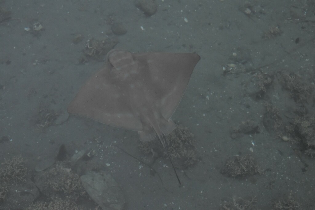 New Zealand Eagle Ray from Marlborough, New Zealand on January 07, 2021 ...