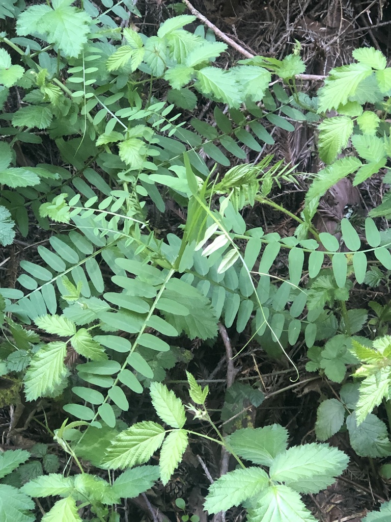 giant vetch from Rinehart redwood regional park on April 28, 2023 at 11 ...