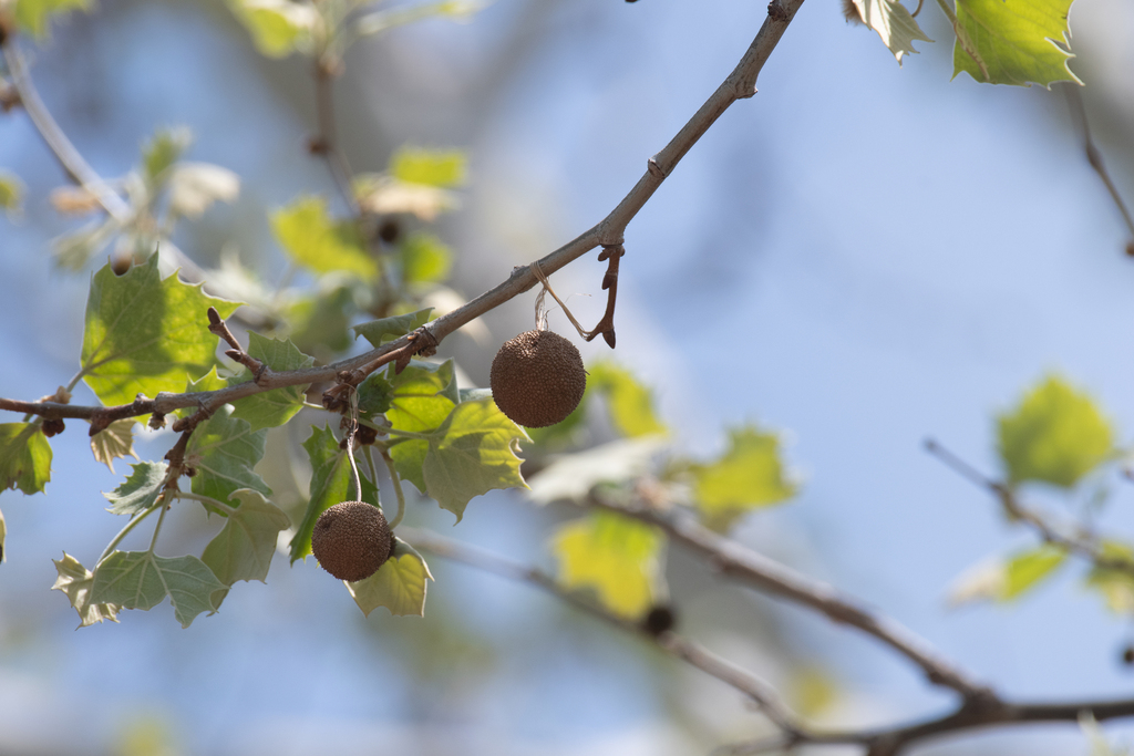 American sycamore from The Southampton, St. Louis, MO 63109, USA on ...