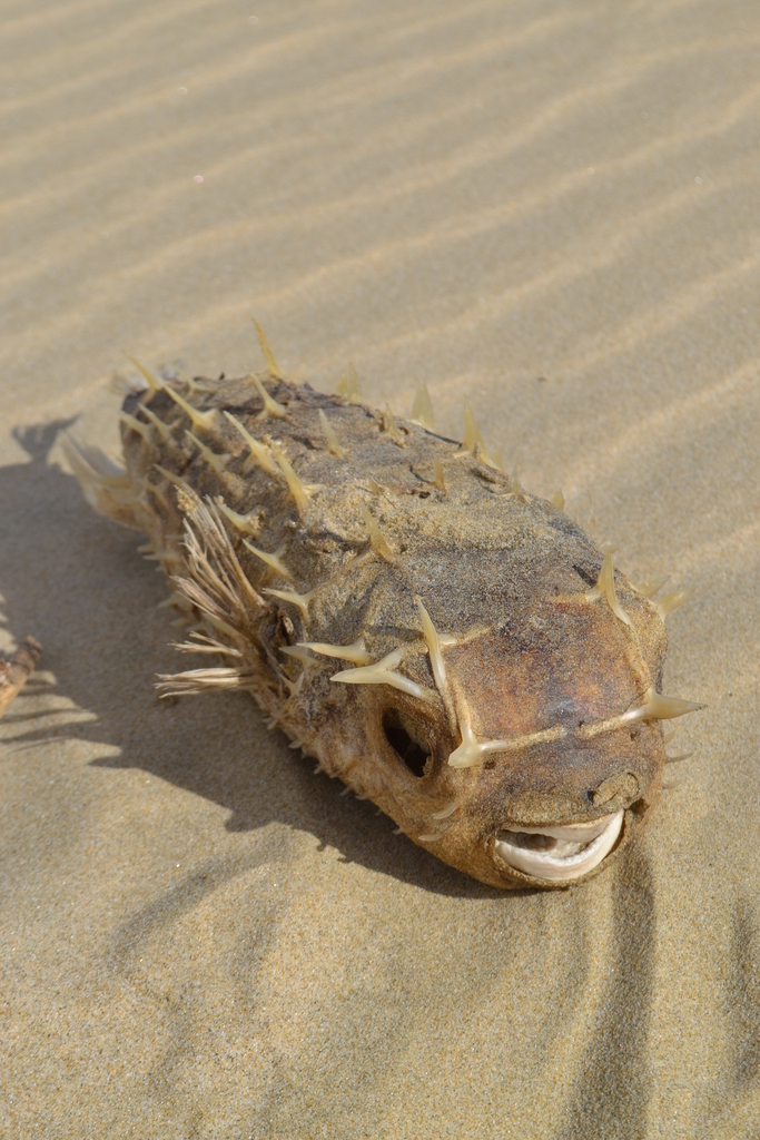 Deepwater Burrfish from Northland, New Zealand on December 02, 2017 at ...