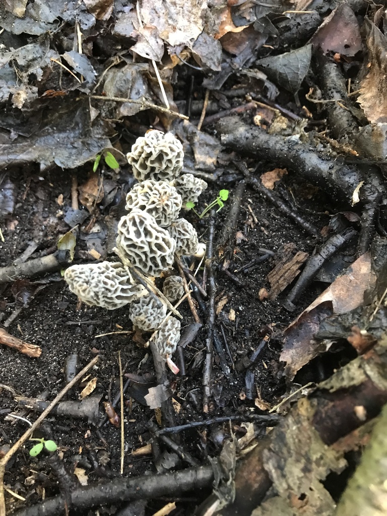 white morel from Kalamazoo, MI, US on April 26, 2023 at 08:00 AM by ...