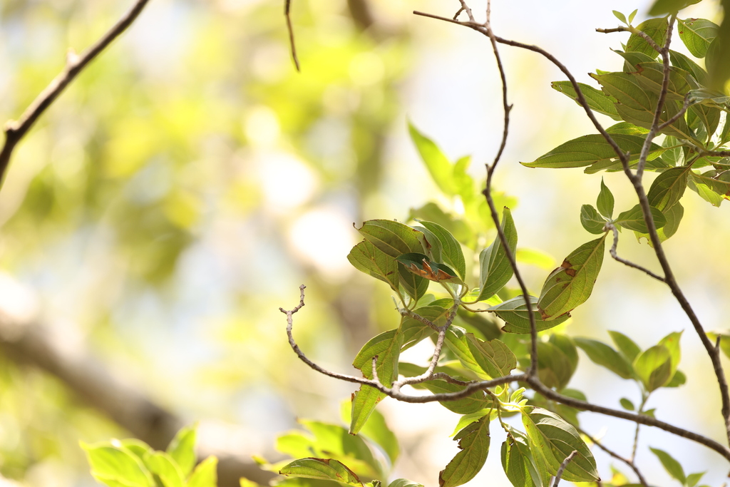 Cornus disciflora in April 2023 by LostInCR · iNaturalist