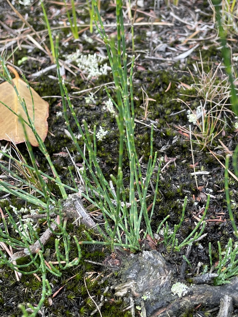 Broom Spurge from Heathland Bush Cct, Frankston South, VIC, AU on April ...