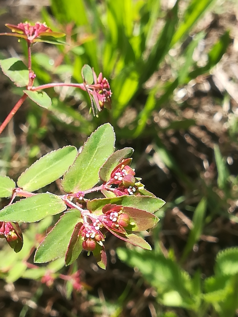sandmats from VH6W+WM9, Quito, Ecuador on April 28, 2023 at 09:51 AM by ...