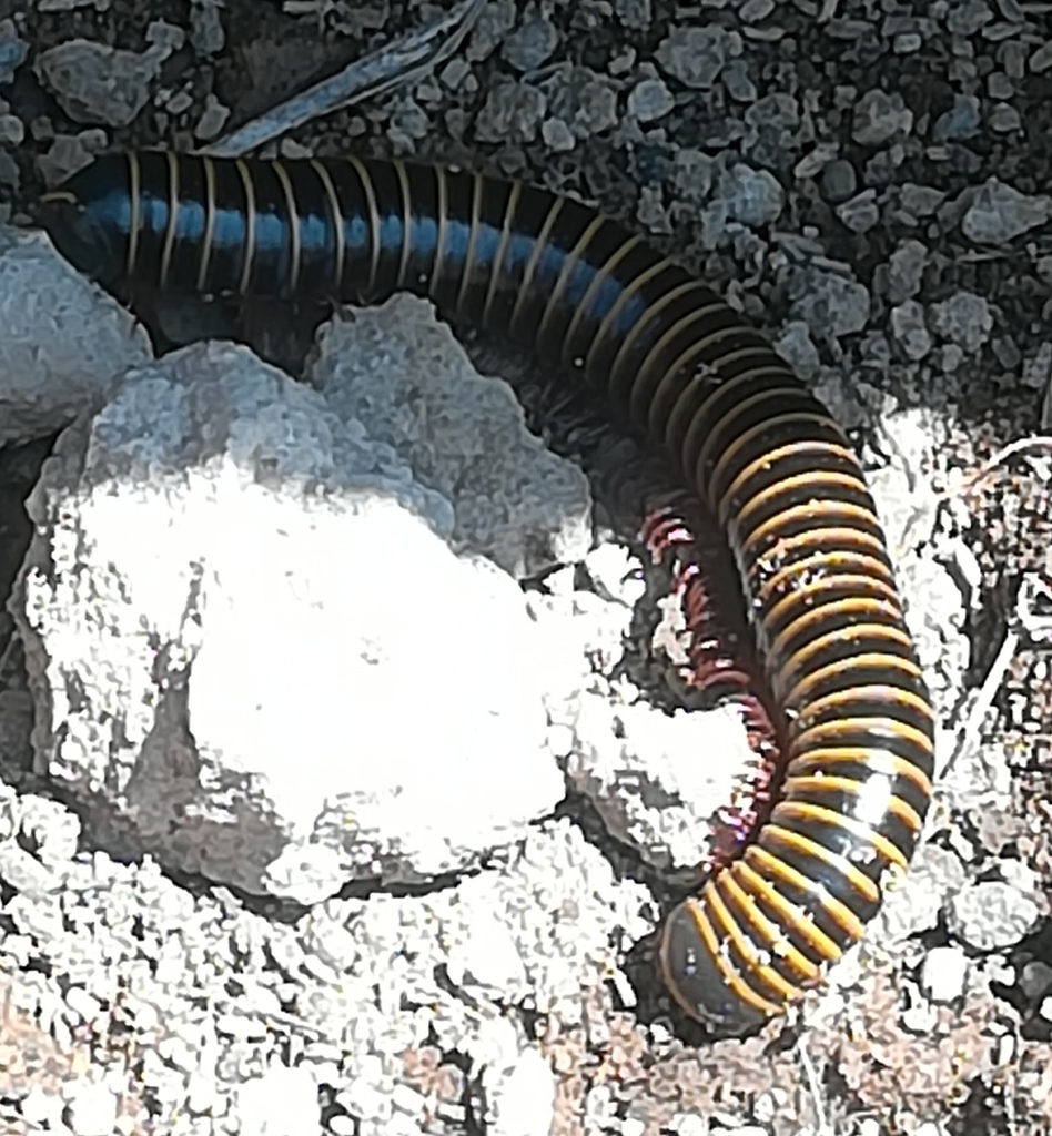 Round-backed Millipedes from VH6W+WM9, Quito, Ecuador on April 28, 2023 ...