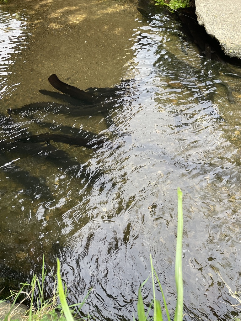 River Eels from Whitby Collegiate, Porirua, Wellington, NZ on April 29 ...
