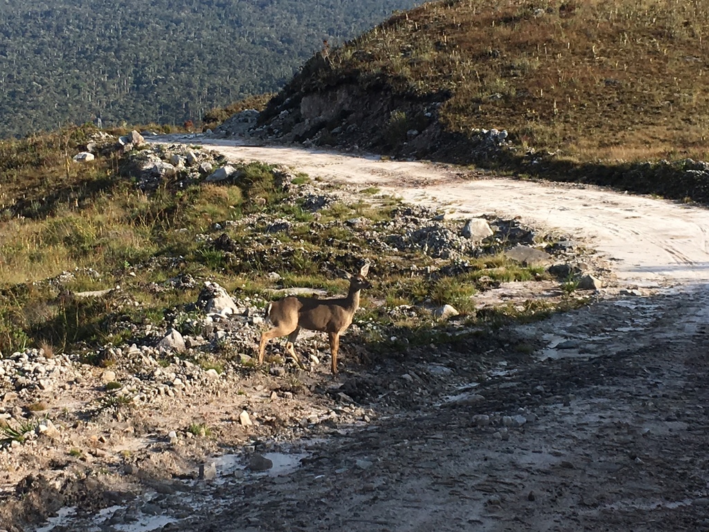 Andean White-tailed Deer from Amazonas, , Amazonas, PE on October 25 ...