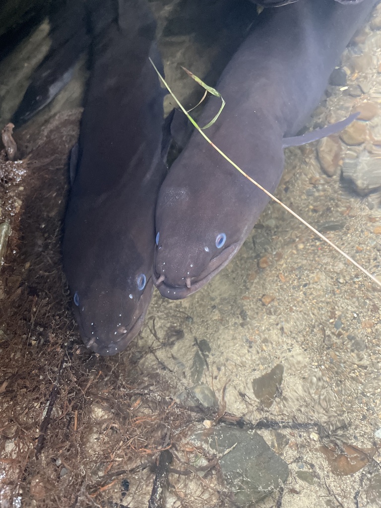 New Zealand Longfin Eel in April 2023 by Deb Mair · iNaturalist