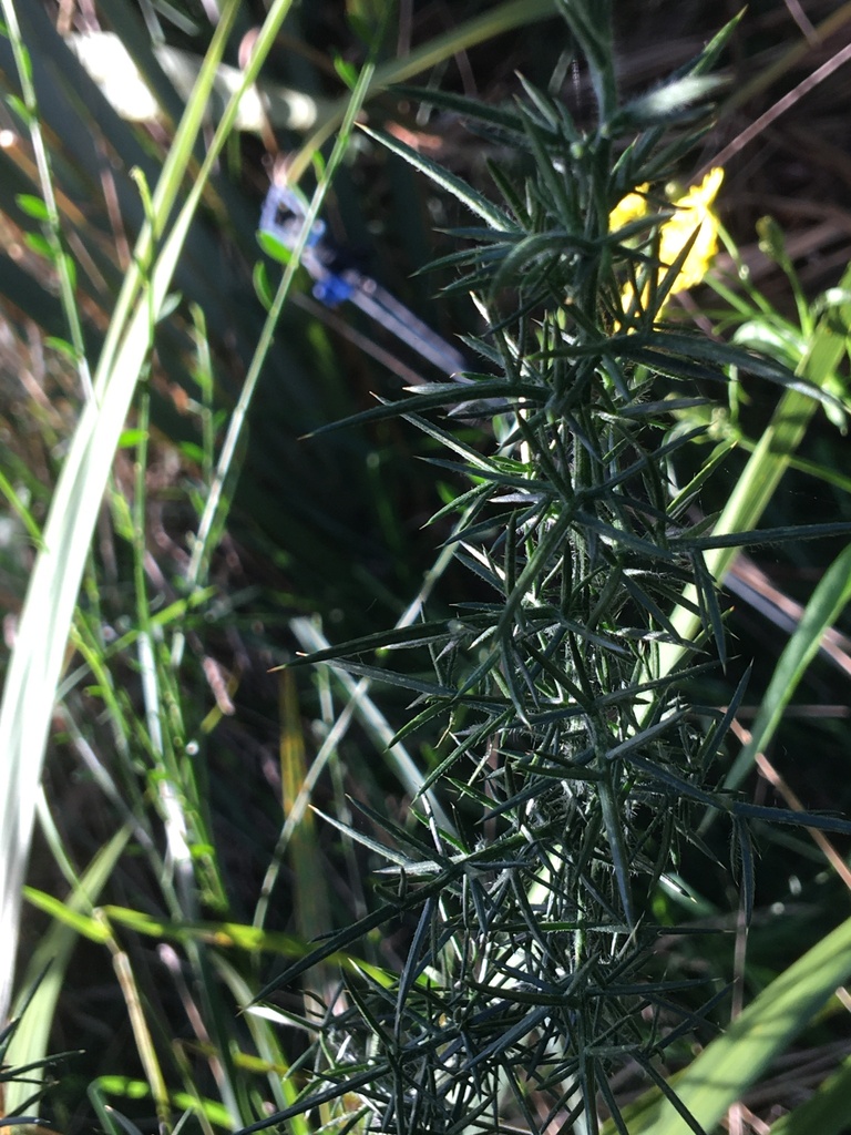 Gorse from Te Waipounamu/South Island, Lincoln, Canterbury, NZ on April ...