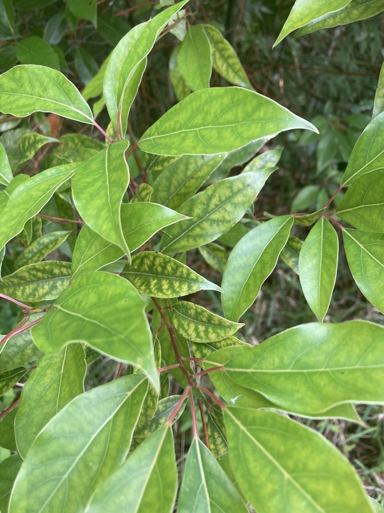 Camphor Tree from Gainesville, FL, USA on April 28, 2023 at 03:27 PM by ...