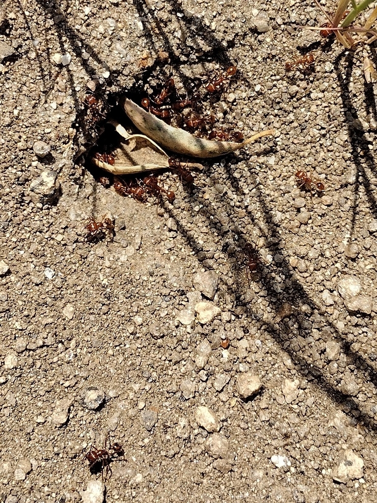 Typical American Harvester Ants from Potrero, CA 91963, USA on April 25 ...
