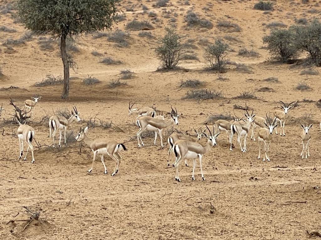 Sand Gazelle in January 2022 by Alex Kunz · iNaturalist