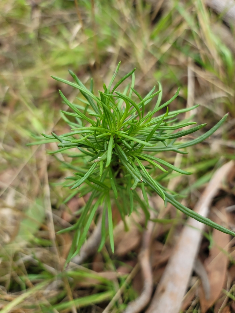 Variable Groundsel from Hindmarsh Valley SA 5211, Australia on April 19 ...