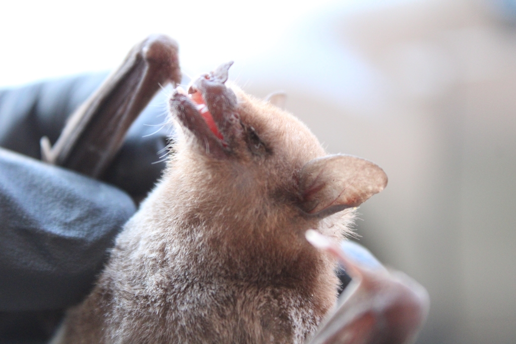 Lesser Long-nosed Bat in April 2023 by Ethan Hazel. Fue encontrado ...