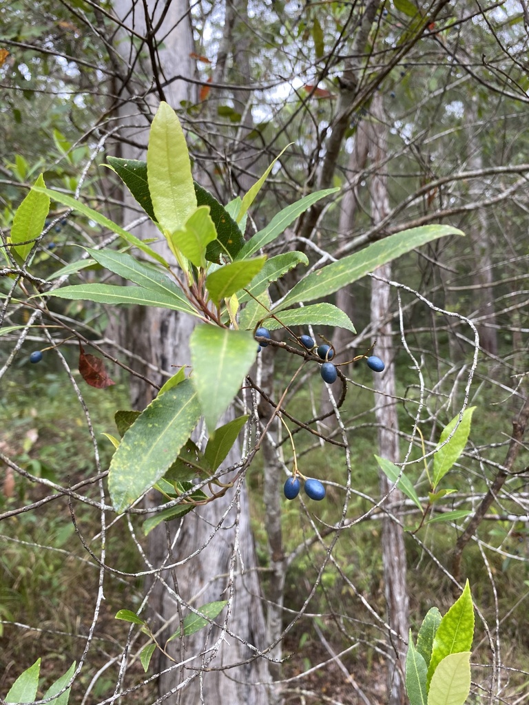 Blueberry ash from Mapleton Conversation Park, Kiamba, QLD, AU on April ...