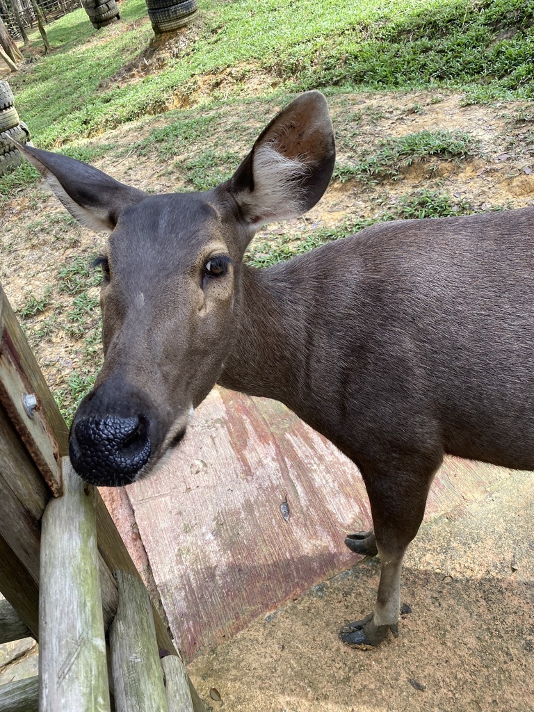 Sambar in April 2023 by Roxanne Lau · iNaturalist