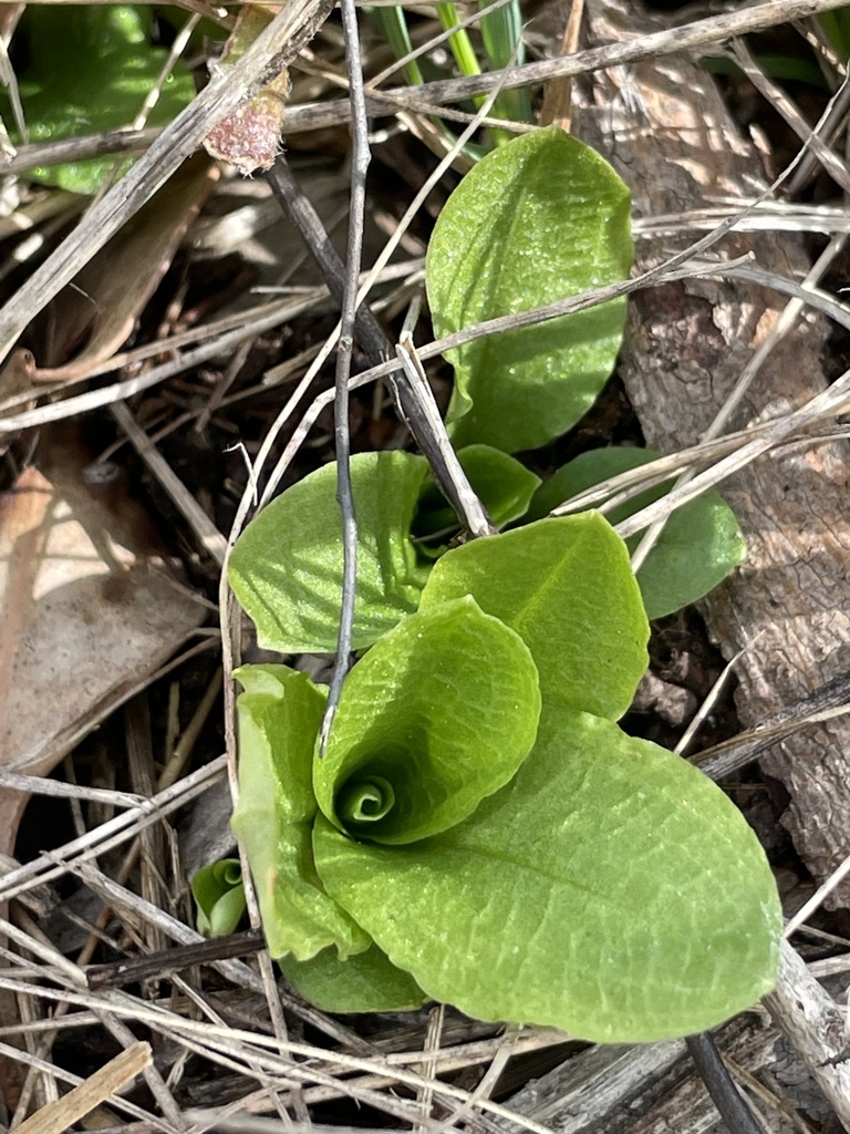 Greenhoods in April 2023 by Andrea Dunkley · iNaturalist