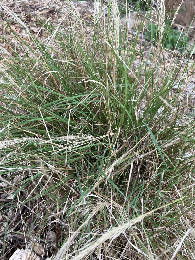 grasses from Jeremy Way, Frankston South, VIC, AU on April 29, 2023 at ...