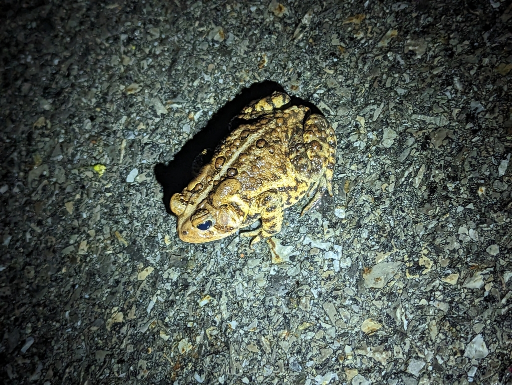 Eastern American Toad from Henrietta, NY 14467, USA on April 28, 2023 ...