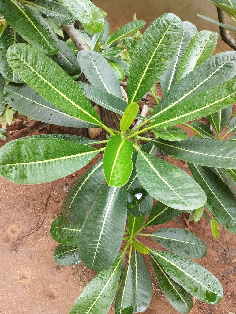 Frangipani trees from 12-2-823/A/35, Santosh Nagar, Mehdipatnam ...