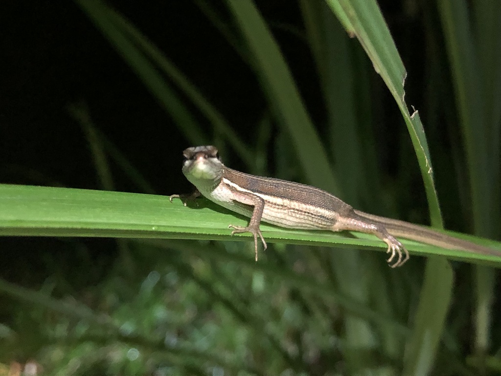 Grass Lizards from 台灣台中市 on April 22, 2023 at 07:48 PM by RayLi ...