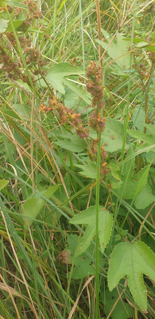 Burweeds from Assagay, Outer West Durban, 3610, South Africa on April ...