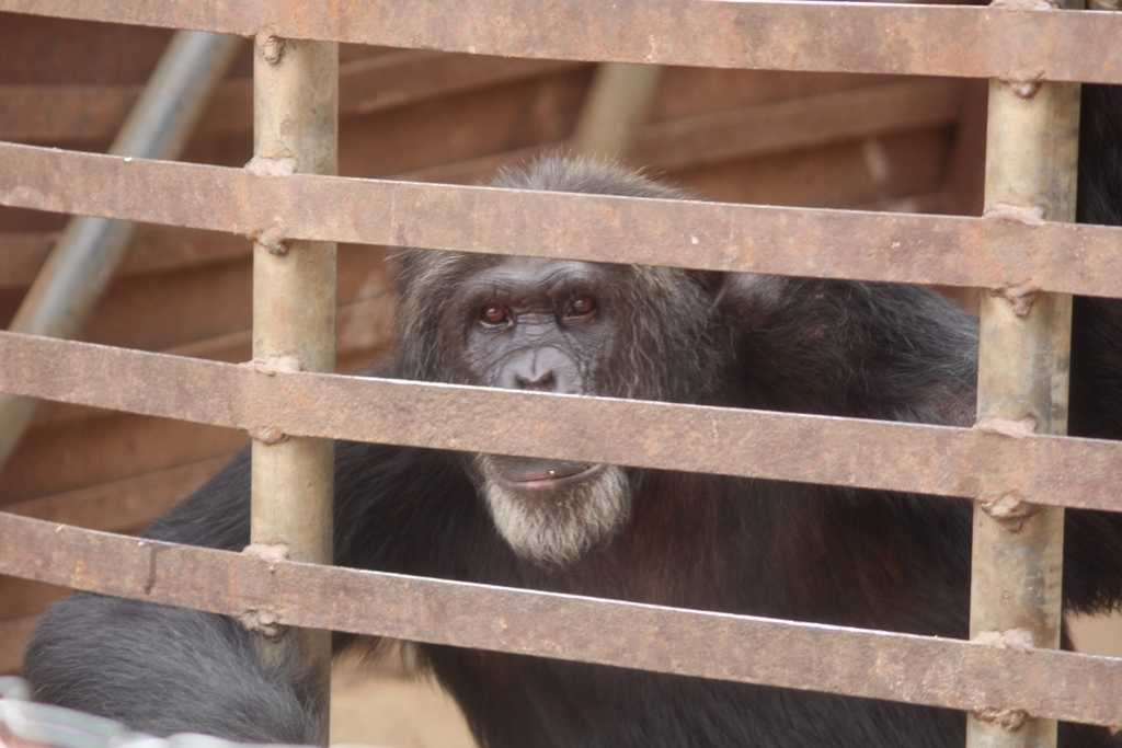 Chimpanzee in April 2023 by Ibrahim Danazumi Abdul · iNaturalist