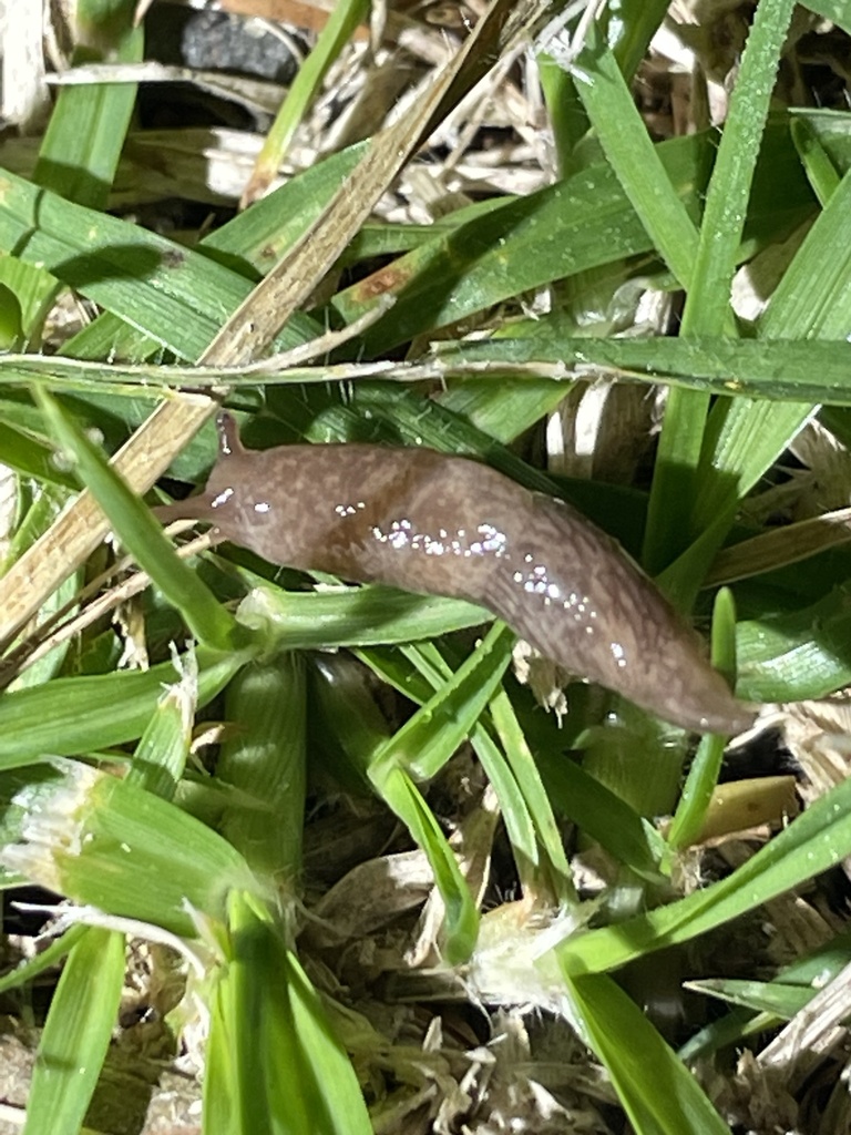 Smooth Land Slugs from Upper Sweetwater Creek Reserve, Frankston South ...