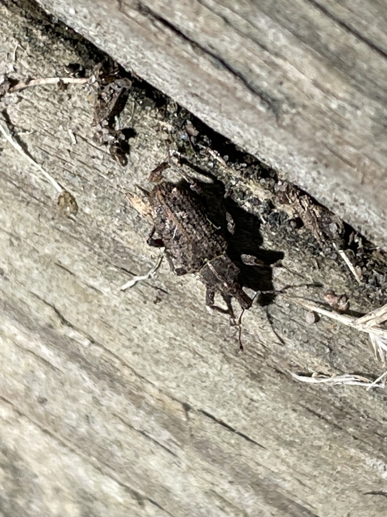 True Weevils from Upper Sweetwater Creek Reserve, Frankston South, VIC ...