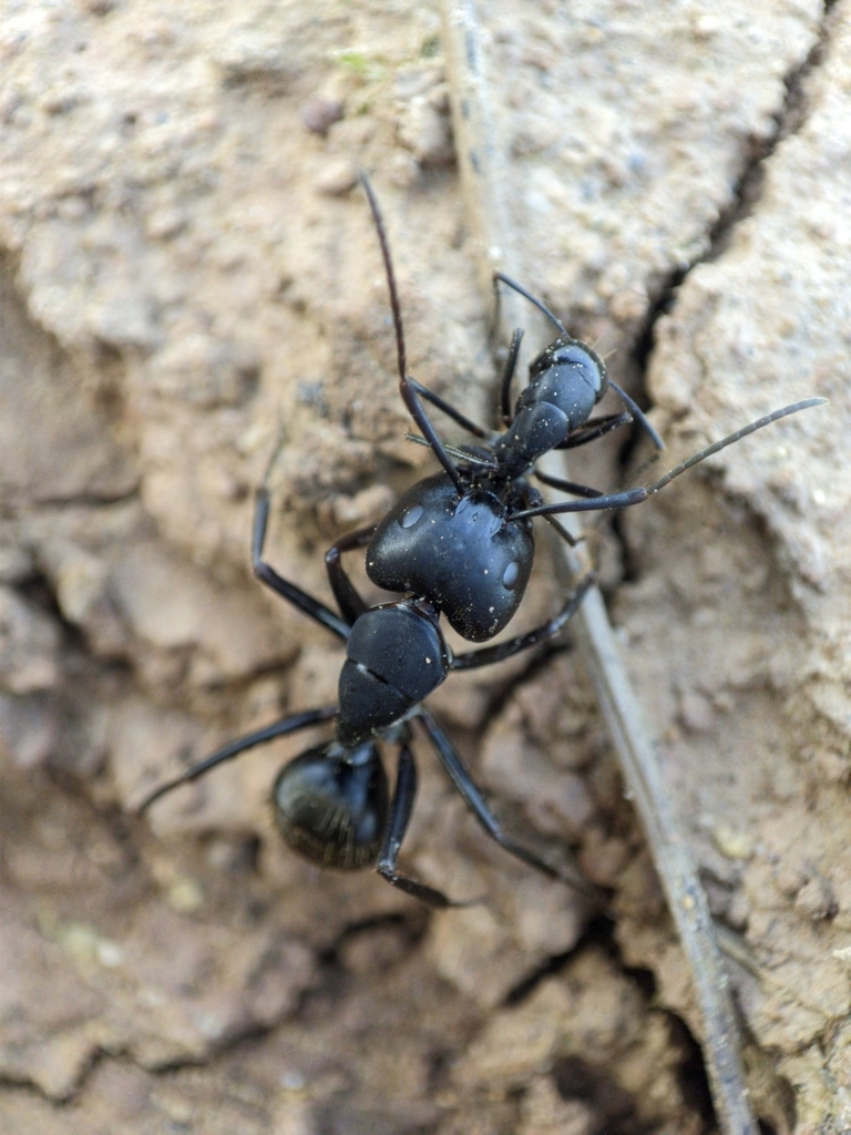 Japanese Carpenter Ant from Chongqing, Chongqing, CN on April 29, 2023 ...