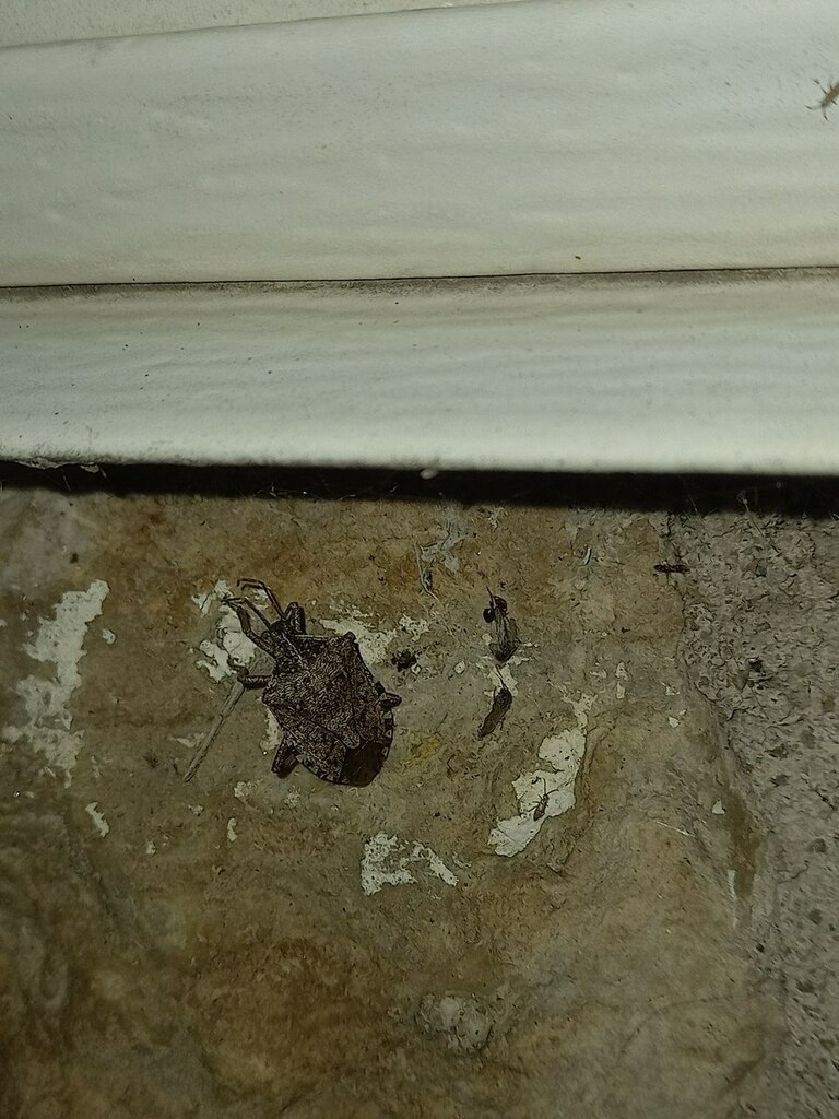 Brown Marmorated Stink Bug from Mankato, MN, USA on April 29, 2023 at ...