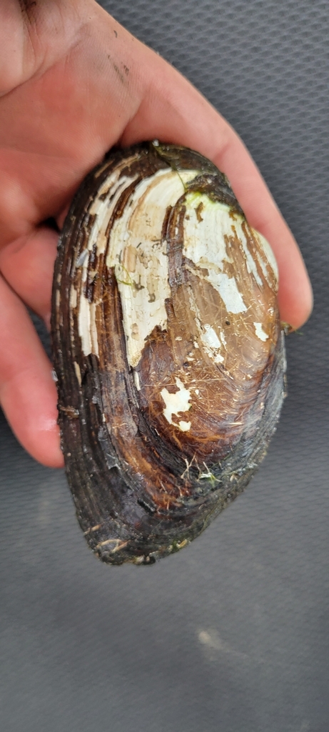 Pondhorn from Cherry Valley Township, MO, USA on April 28, 2023 at 03: ...