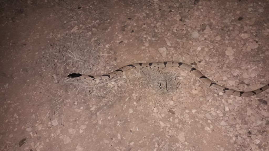 Black headed snake from Palmyra, SY-HI, SY on August 10, 2022 at 08:20 ...
